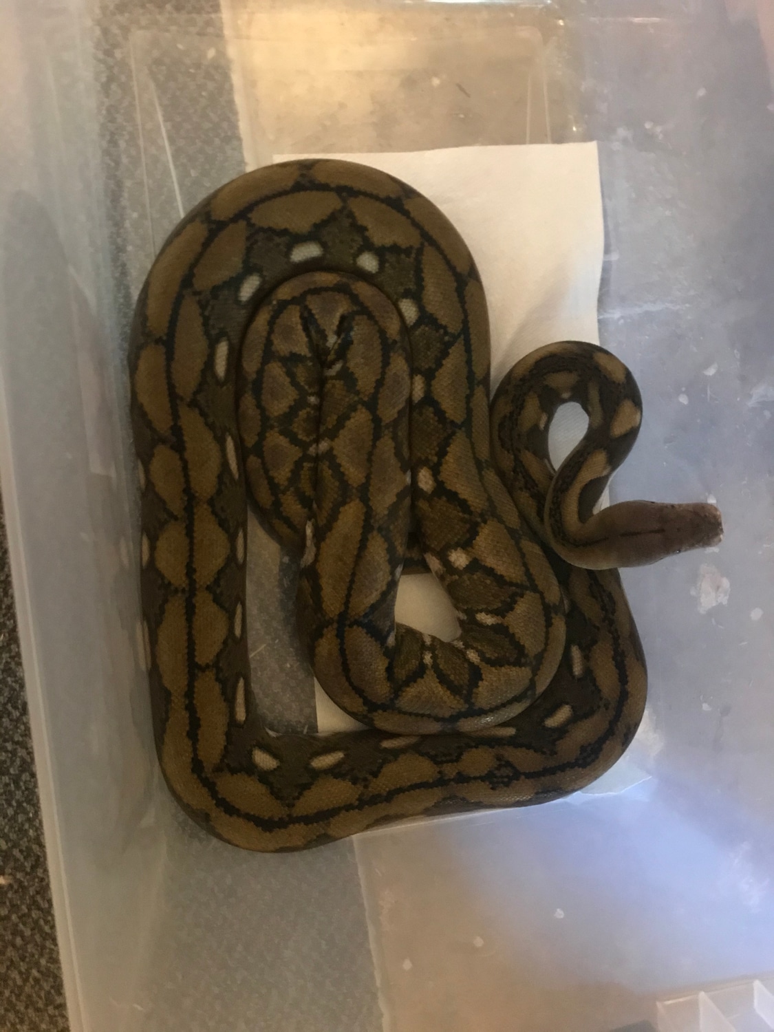 Super Dwarf Tiger Reticulated Python by Charles' Reptile hobby ...