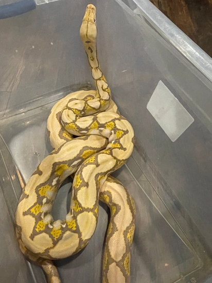 Orange Glow Reticulated Python by Charles' Reptile hobby