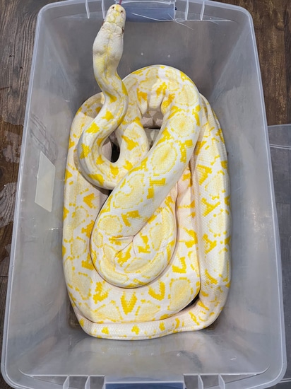 Albino White Phase Reticulated Python by Charles' Reptile hobby