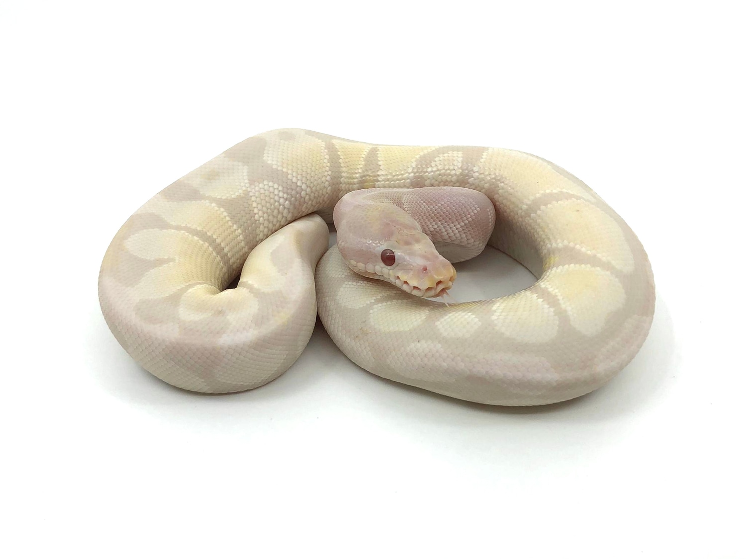VPI Lavender Snow Ball Python by Bushveld Reptiles - MorphMarket