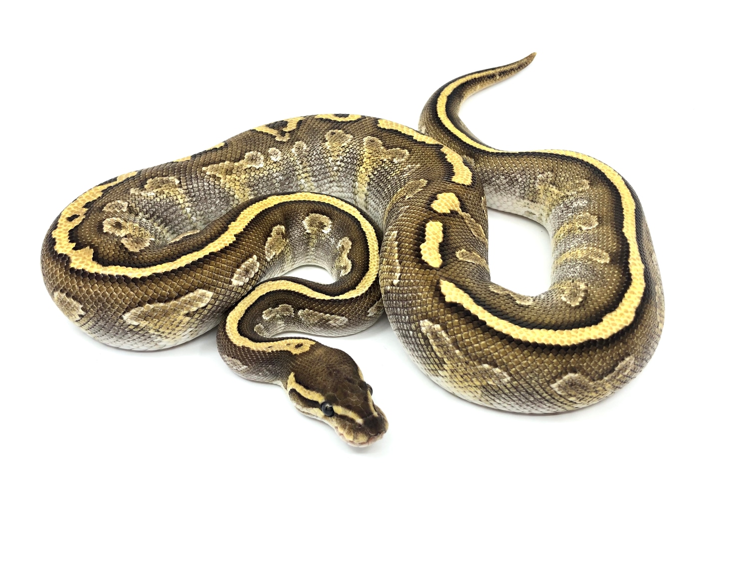 Super Furrow Butter Ball Python by Bushveld Reptiles - MorphMarket