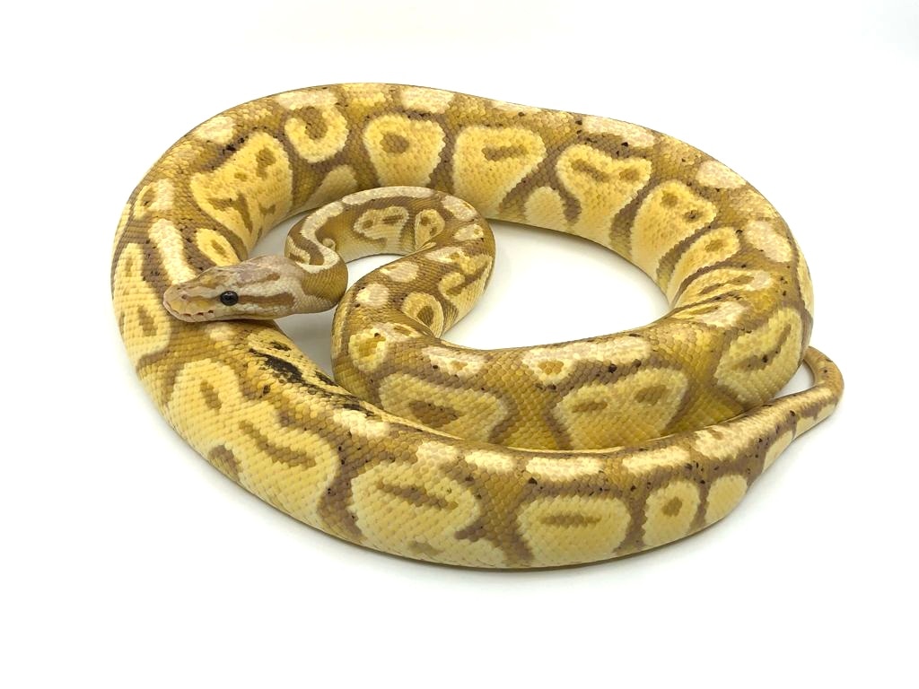 Pastel Coral Glow Ball Python by Bushveld Reptiles - MorphMarket