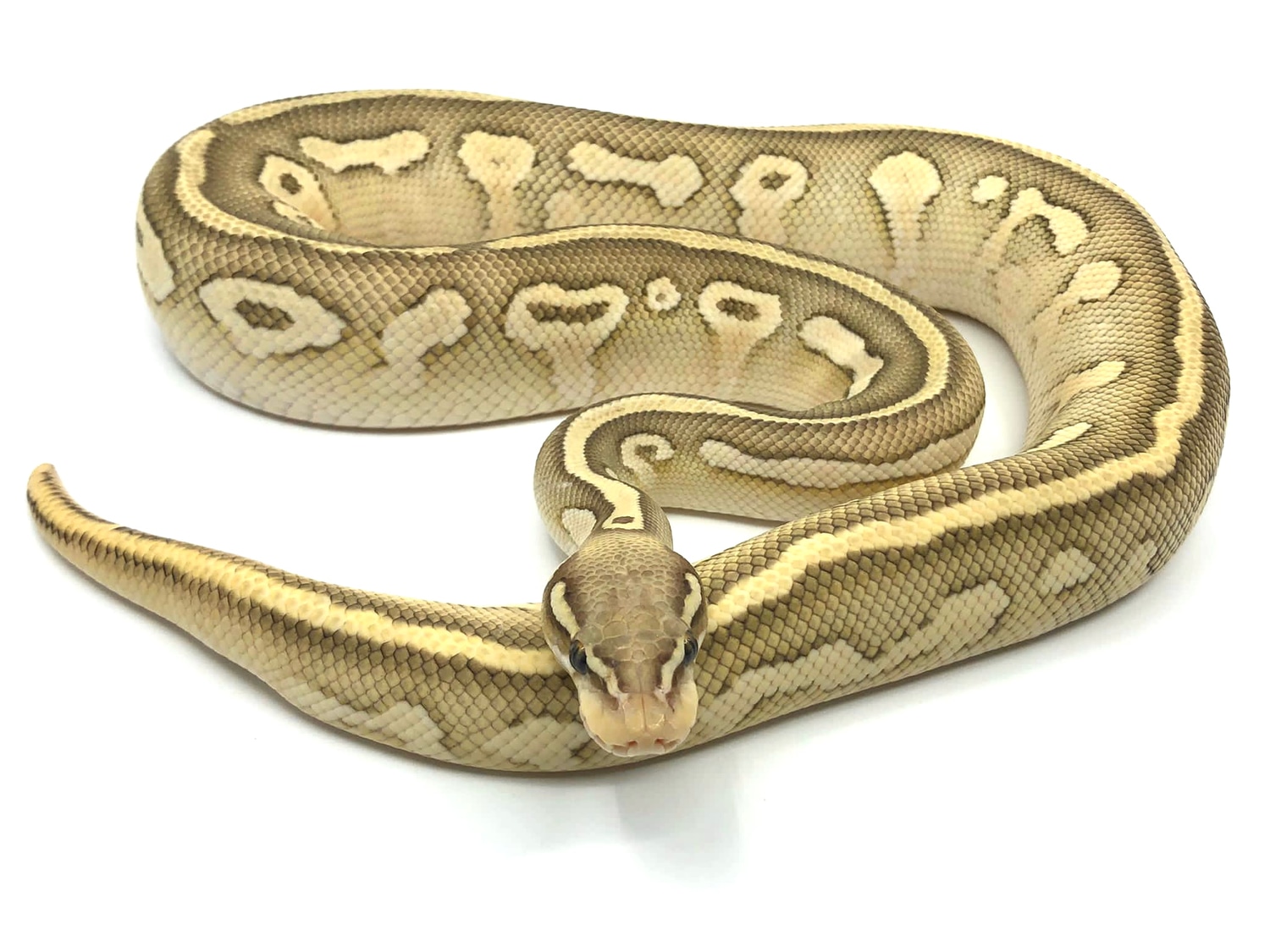 Pastel Butter Leopard Hypo 50% Het Pied Ball Python by Bushveld ...