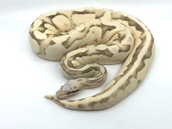 Pastel Lucifer Vanilla Ball Python by Bushveld Reptiles