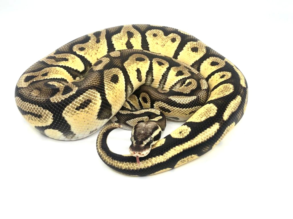 Pastel Vanilla Or Lucifer Ball Python by Bushveld Reptiles - MorphMarket