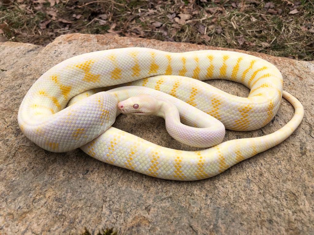 Albino Darwin Carpet Python by Bushveld Reptiles - MorphMarket