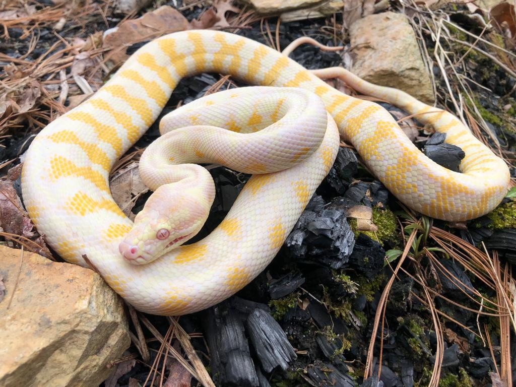 Albino Darwin Carpet Python by Bushveld Reptiles - MorphMarket