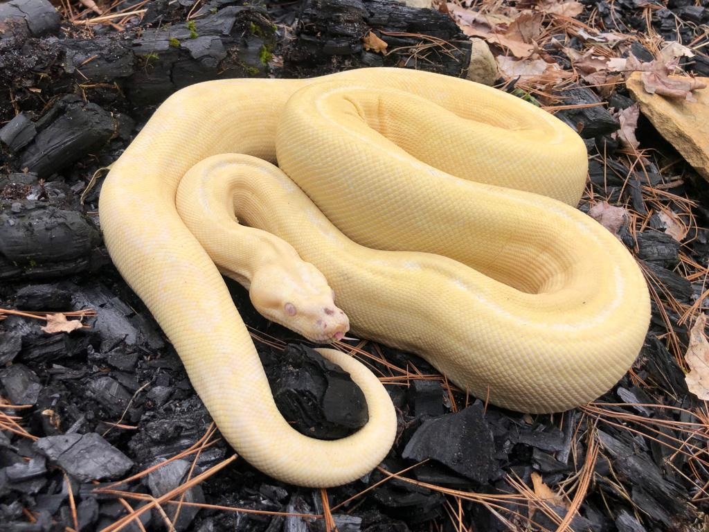 Moonglow Motley 50% Het Blood Boa Constrictor by Bushveld Reptiles ...