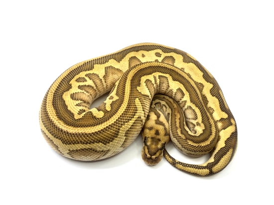 Hurricane Lesser Leopard Clown Ball Python by Bushveld Reptiles