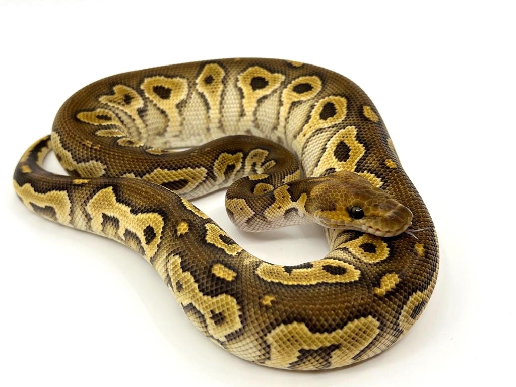 Furrow Mojave Clown Ball Python by Bushveld Reptiles - MorphMarket