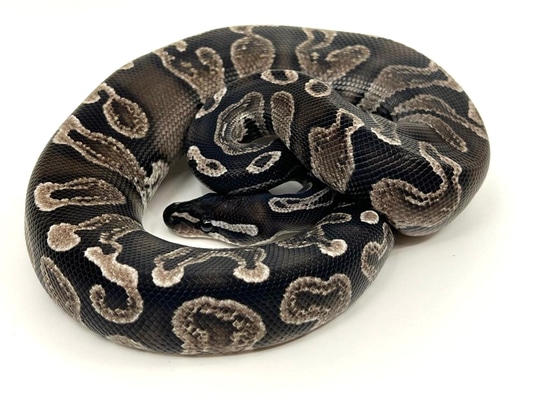 Fire GHI OD Axanthic (VPI) Ball Python by Bushveld Reptiles