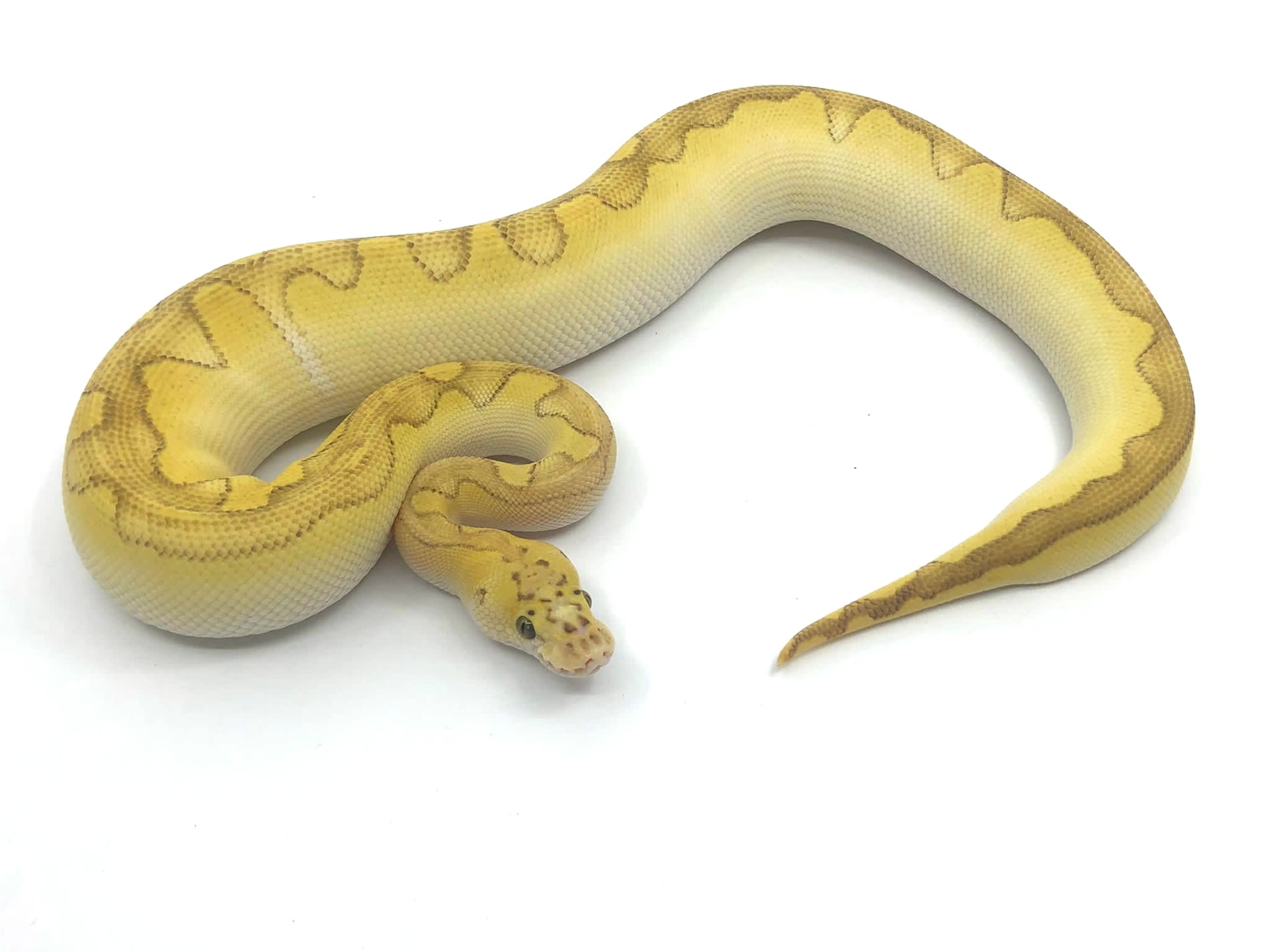 Butter Enchi Firefly Clown Ball Python by Bushveld Reptiles - MorphMarket