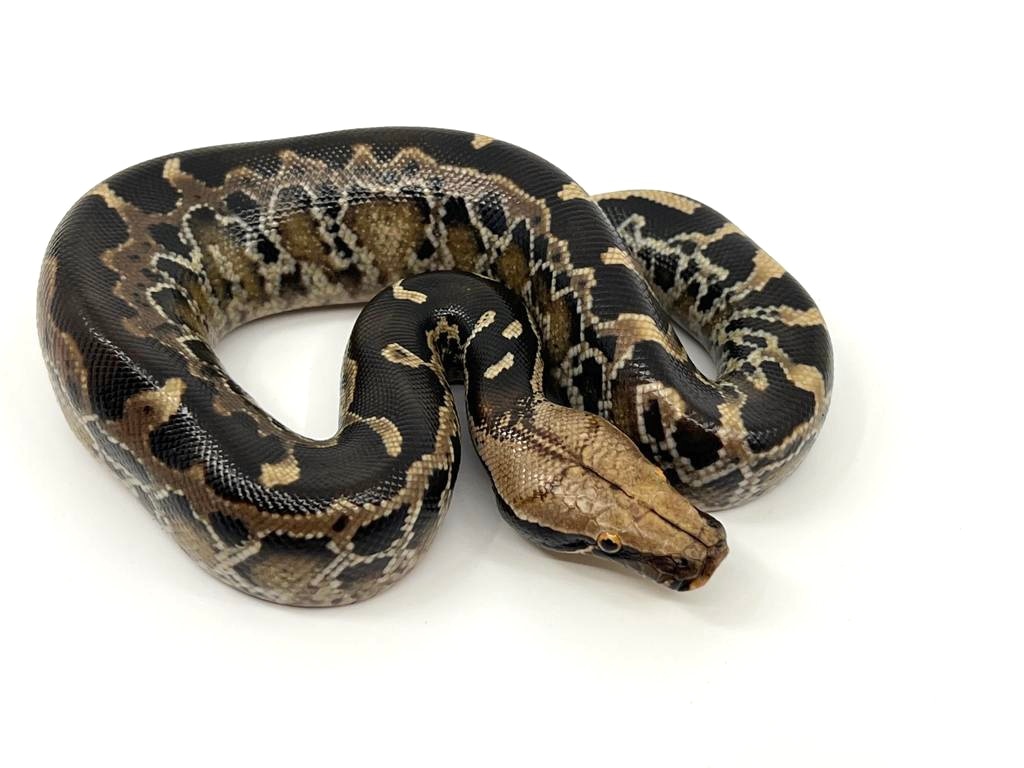 Chrome Head Sumatran Short-tailed Python by Bushveld Reptiles - MorphMarket