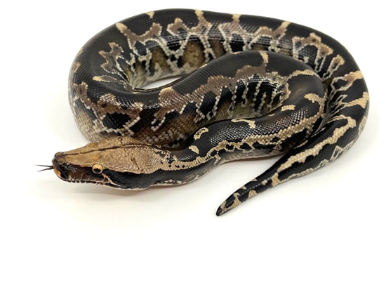 Chrome Head Sumatran Short-tailed Python Sumatran Short-Tailed Python ...