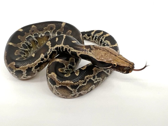 Chrome Head Sumatran Short-tailed Python Sumatran Short-Tailed Python ...