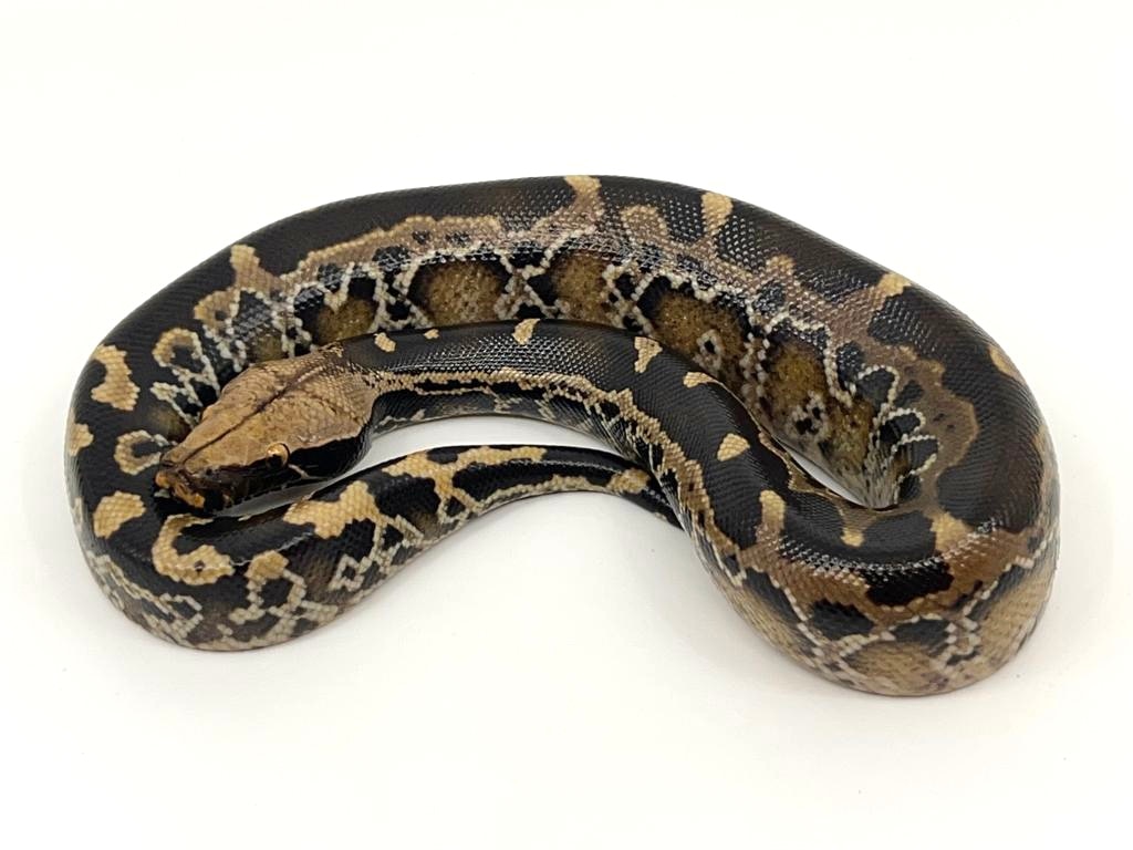 Chrome Head Sumatran Short-tailed Python by Bushveld Reptiles - MorphMarket
