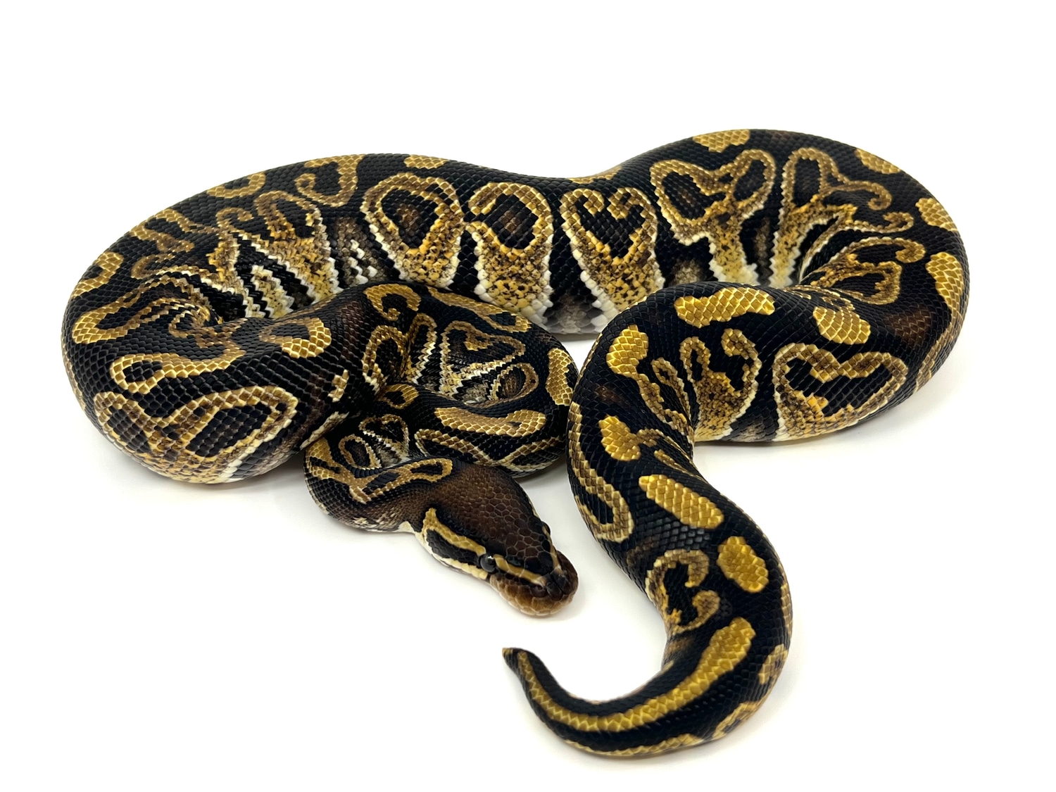 Furrow Hurricane Ball Python by Bushveld Reptiles - MorphMarket