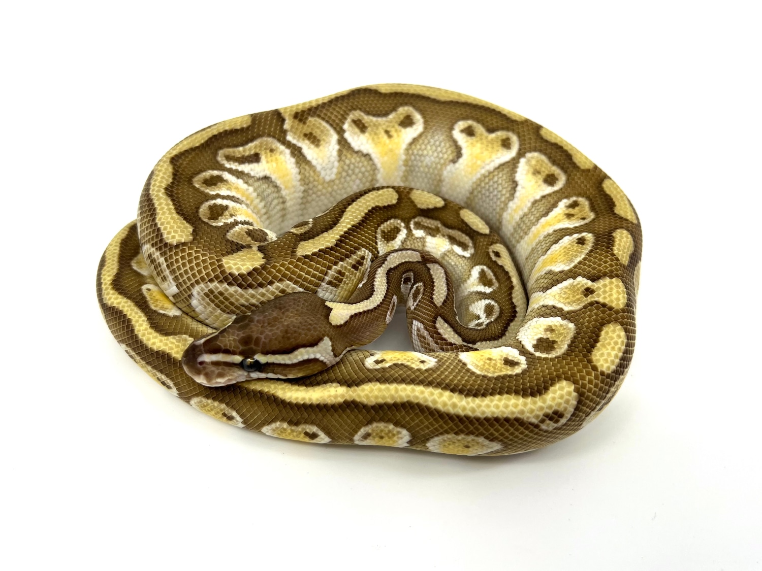 Butter Enchi Hurricane Ball Python by Bushveld Reptiles - MorphMarket