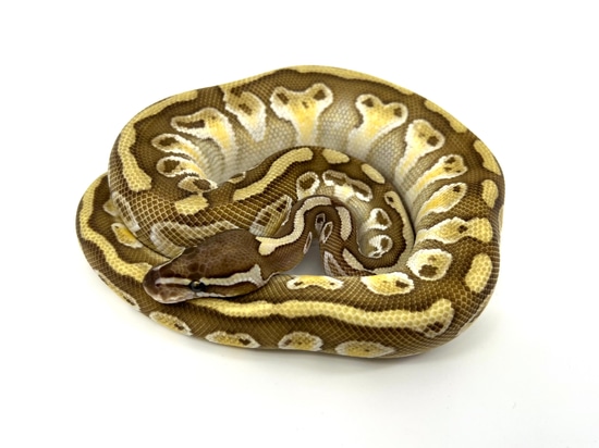 Butter Enchi Hurricane Ball Python by Bushveld Reptiles