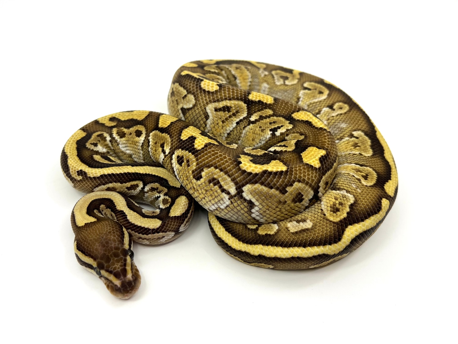 Furrow Butter Ball Python by Bushveld Reptiles - MorphMarket