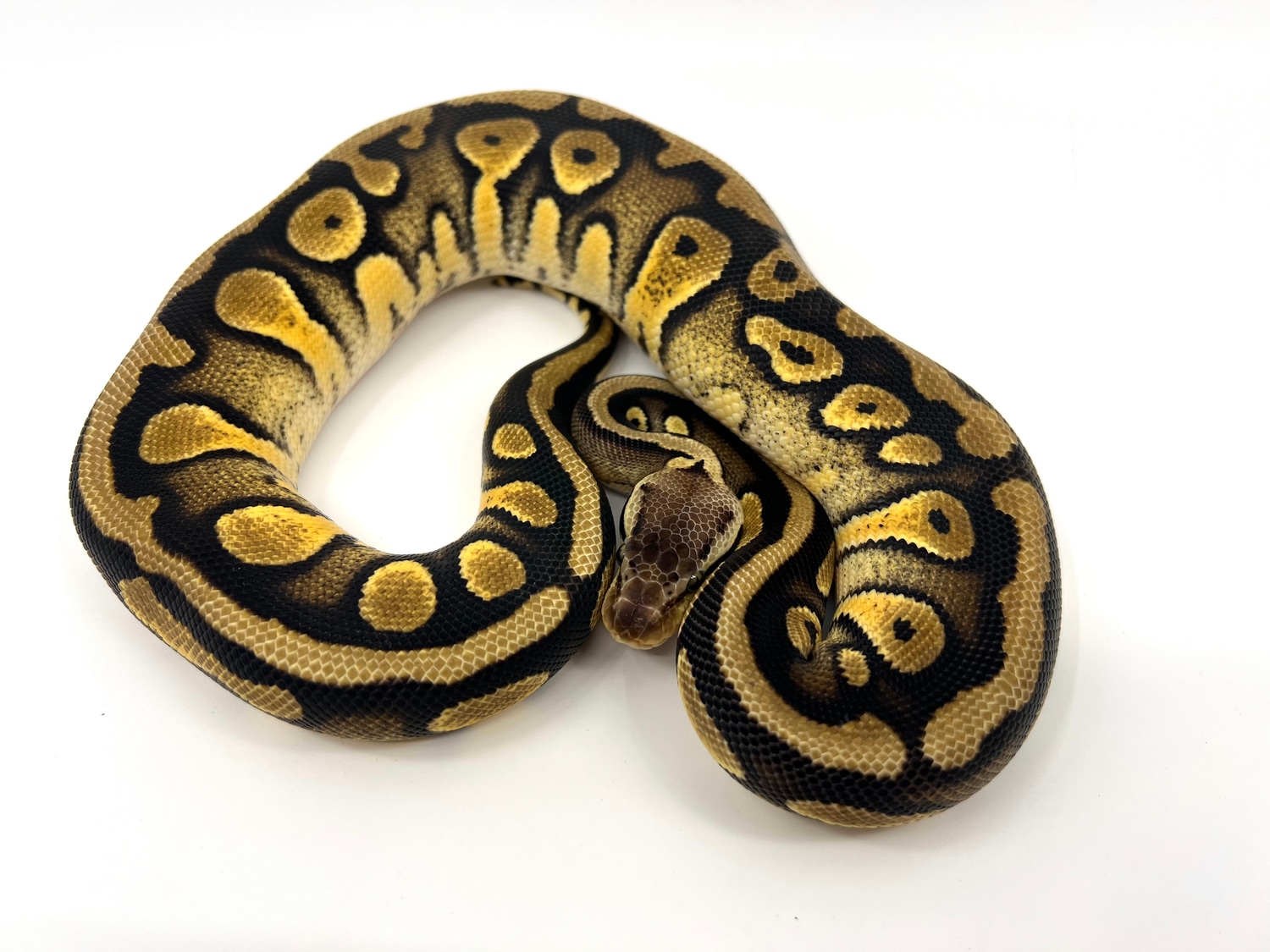 Nyala Pastel Het Clown Ball Python by Bushveld Reptiles - MorphMarket
