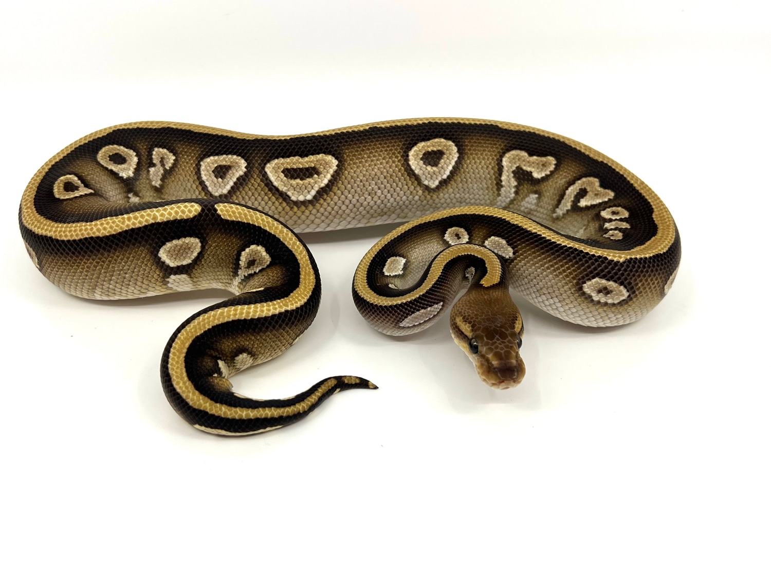 Nyala Mojave Het Clown Ball Python by Bushveld Reptiles - MorphMarket