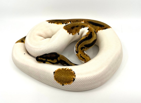Orange Dream Yellowbelly Vanilla Pied Ball Python by Bushveld Reptiles