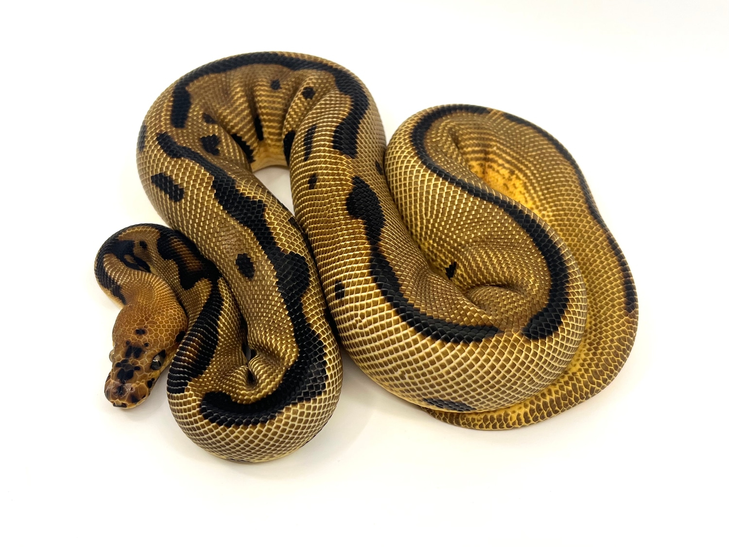 Orange Dream Batman Ball Python by Bushveld Reptiles - MorphMarket