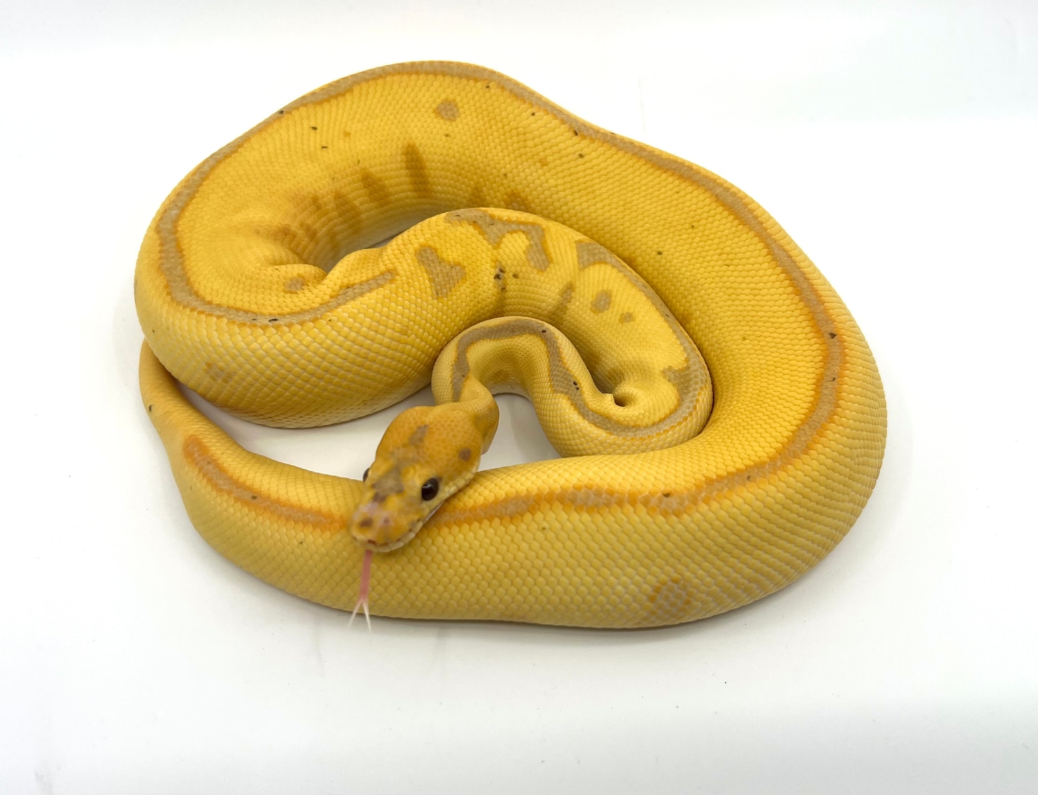 Banana Batman Ball Python by Bushveld Reptiles - MorphMarket