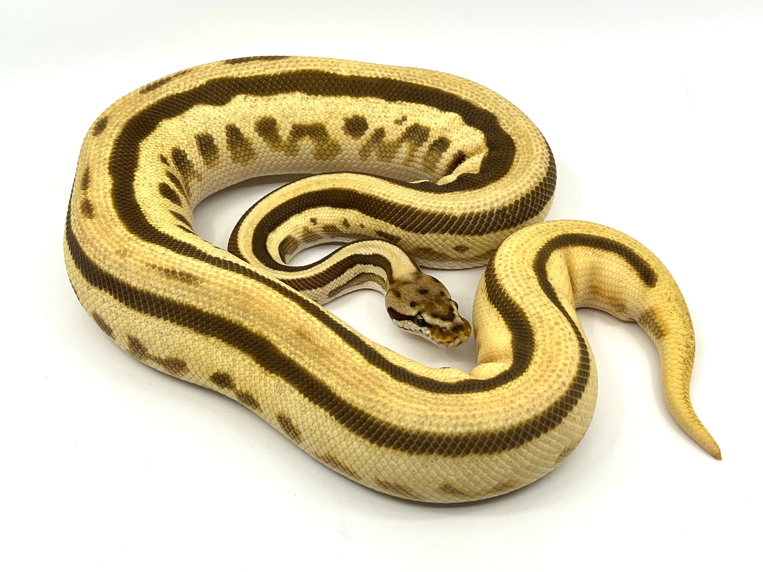 Butter Leopard Spotnose Orange Dream Yellowbelly Het Clown Ball Python ...