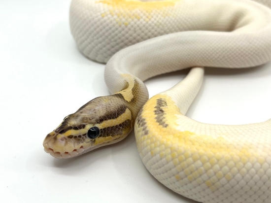Pastel Highway Pied Ball Python by Bushveld Reptiles