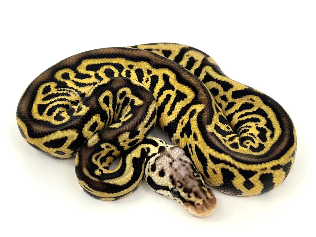 Leopard Spotnose Pastel Het Clown Ball Python by Bushveld Reptiles ...
