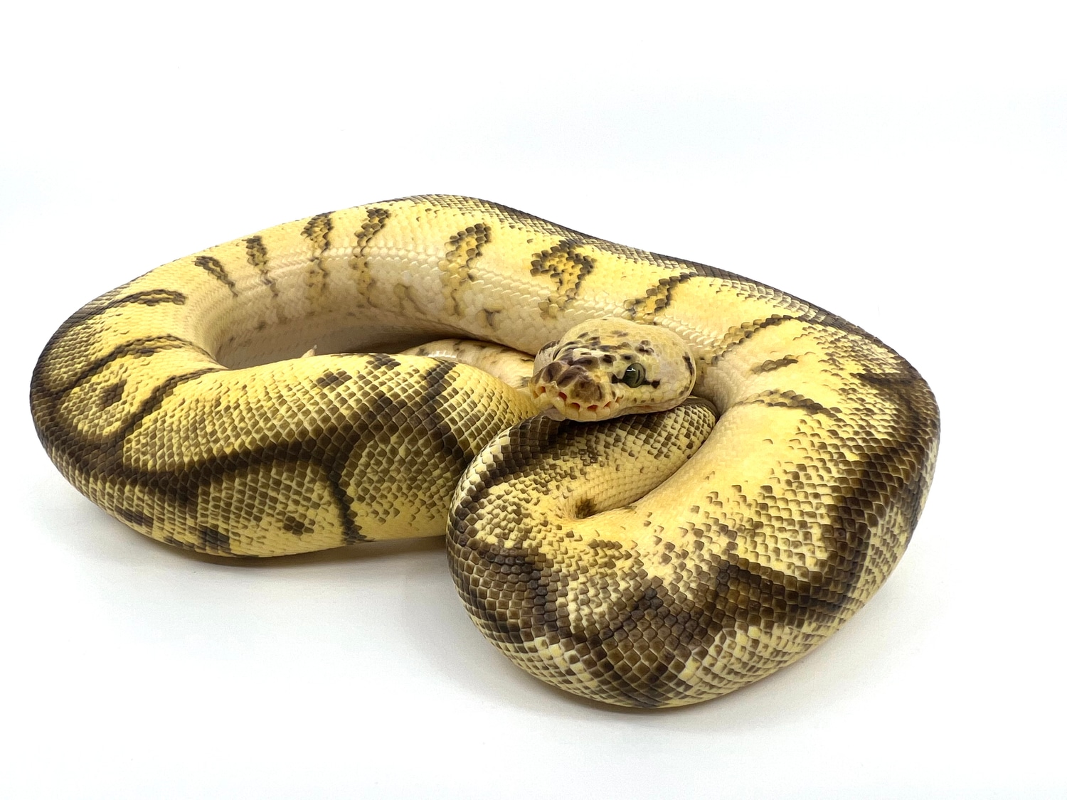 Nyala Butter Bee Enchi Clown Ball Python by Bushveld Reptiles - MorphMarket