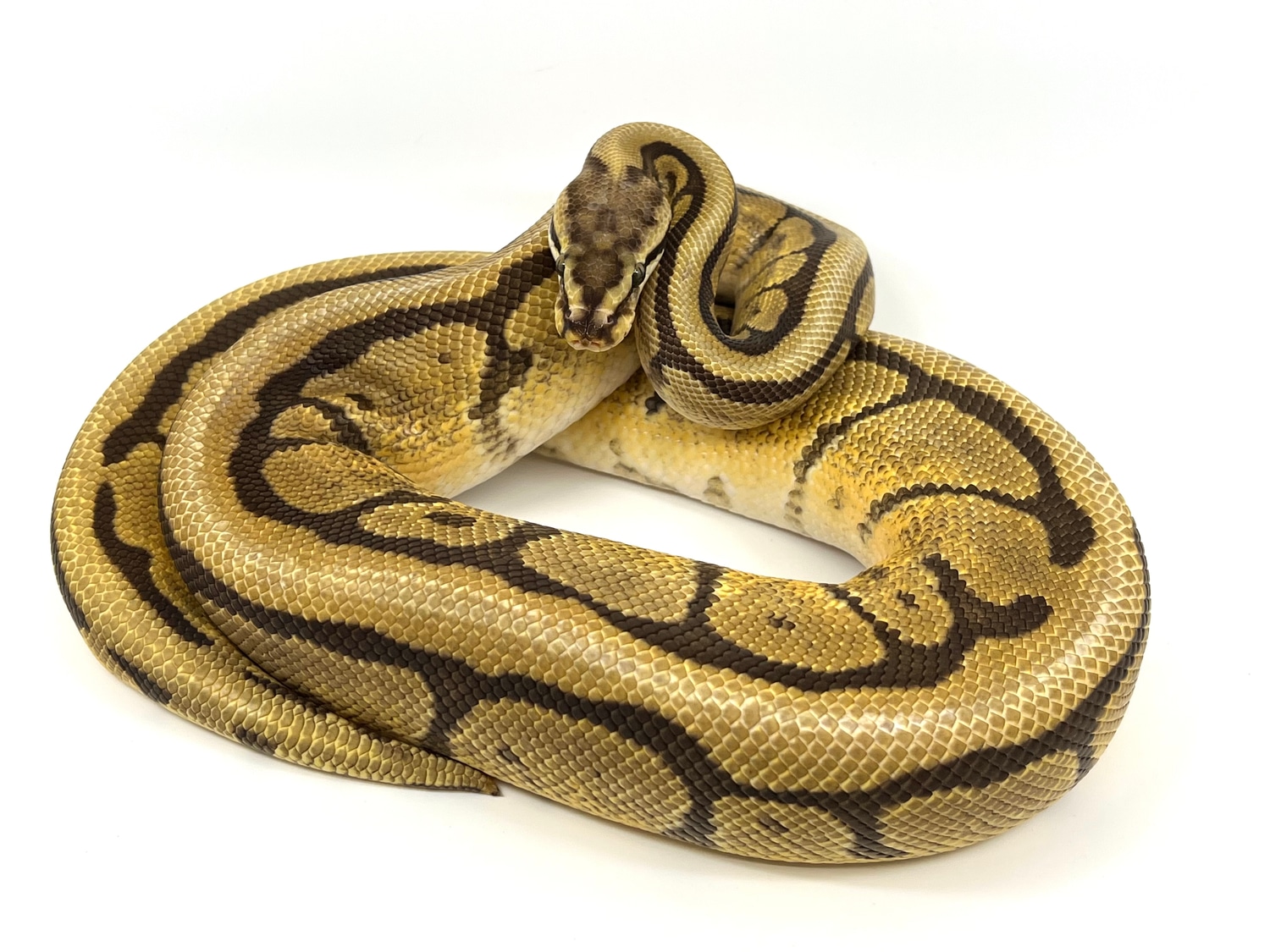 Mojave Nyala Spider Het Clown Ball Python by Bushveld Reptiles ...