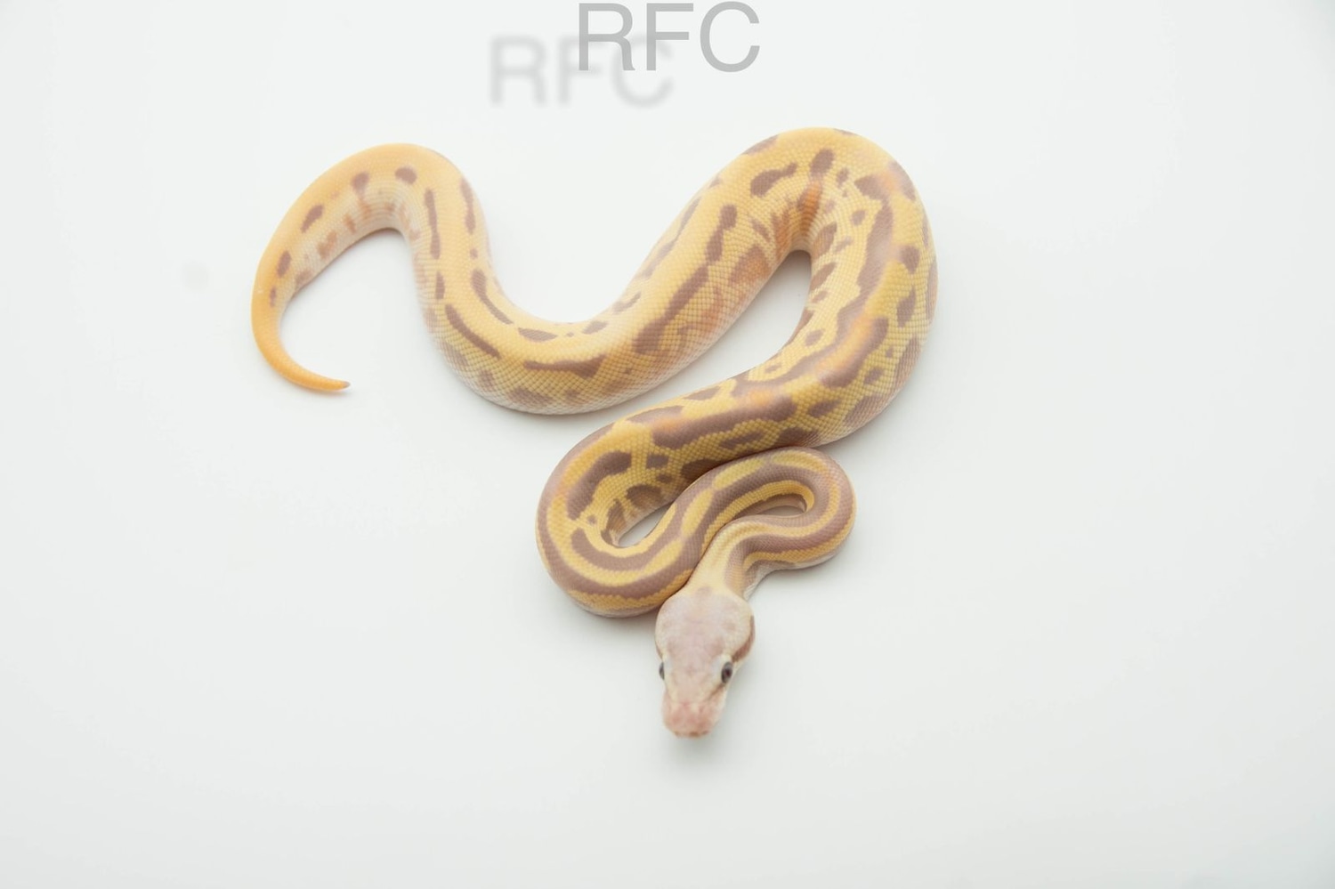 Orange Dream Leopard Spotnose Pastave Hypo Ultramel Het Clown Ball ...