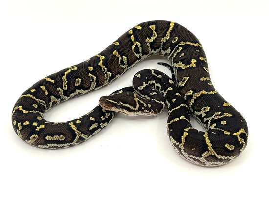 APP Import Angolan Python by Bushveld Reptiles