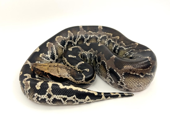 Chrome Head Sumatran Short-tailed Python Sumatran Short-Tailed Python ...