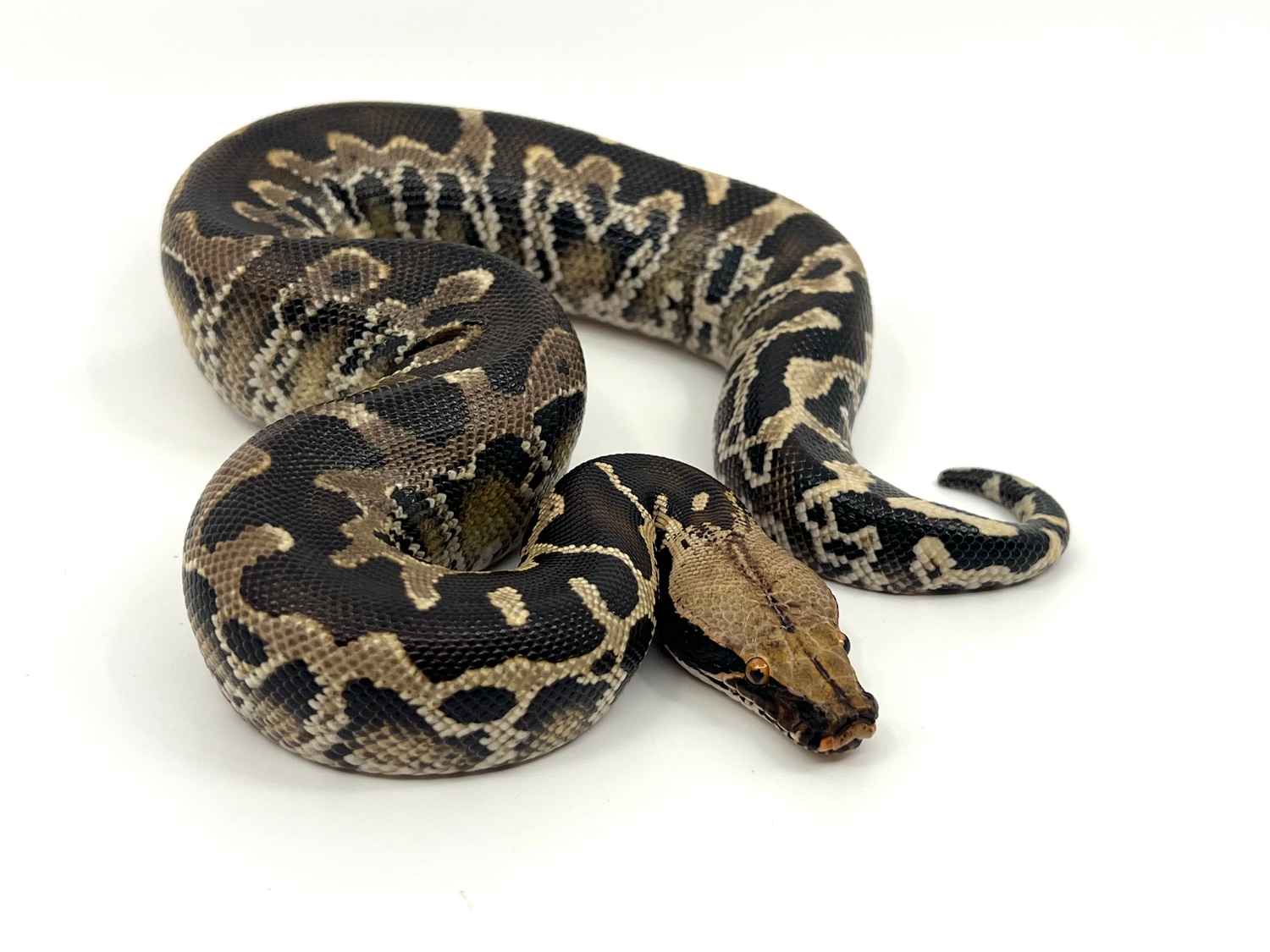 Chrome Head Sumatran Short-tailed Python by Bushveld Reptiles - MorphMarket