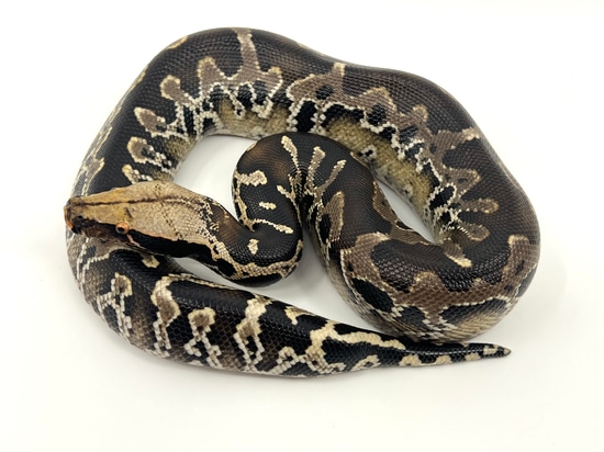 Chrome Head Sumatran Short-tailed Python Sumatran Short-Tailed Python ...