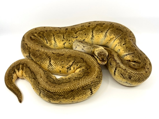 Superblast Het Pied (PROVEN BREEDER) Ball Python by Bushveld Reptiles