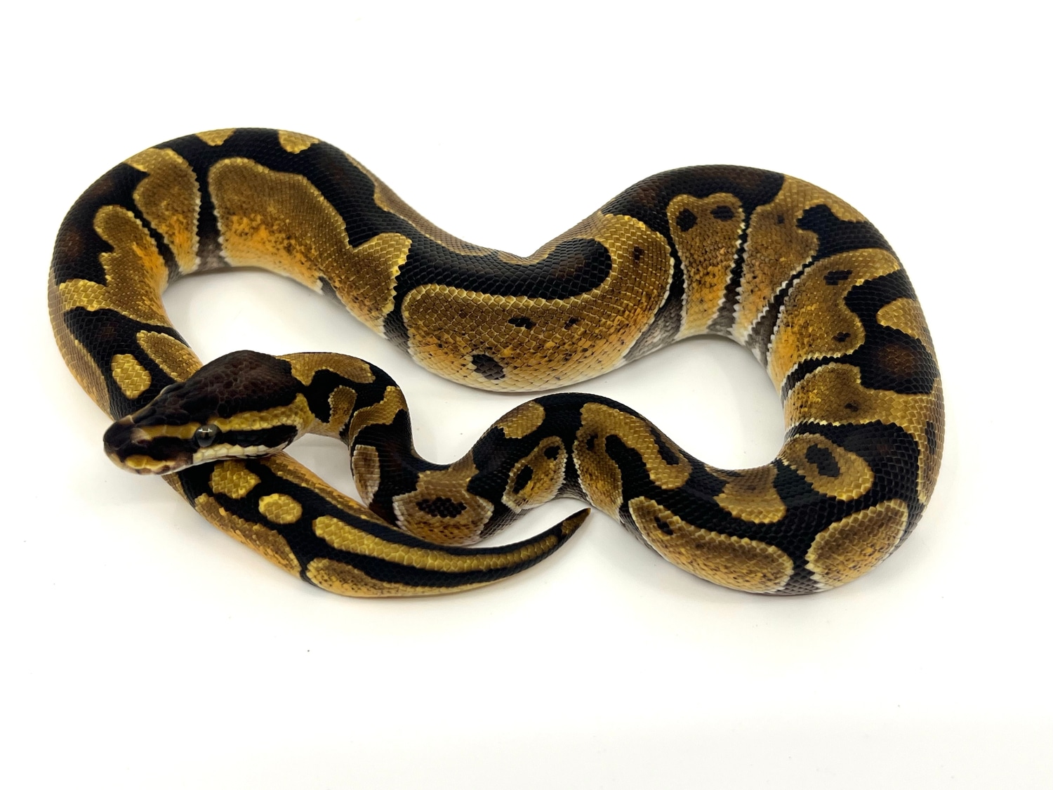 Furrow Enchi Ball Python by Bushveld Reptiles - MorphMarket