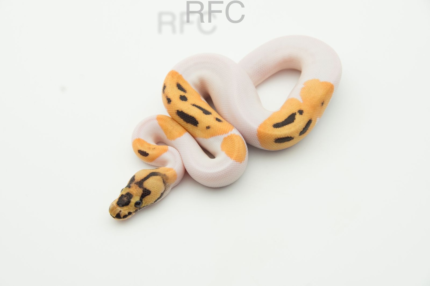 Super OD Fire Clown Pied Ball Python by Bushveld Reptiles - MorphMarket