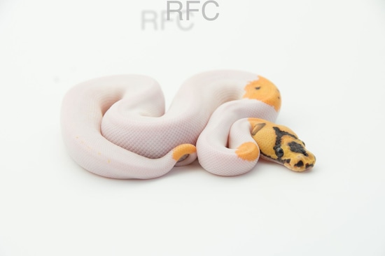 Super OD Fire YB Clown Pied Ball Python by Bushveld Reptiles