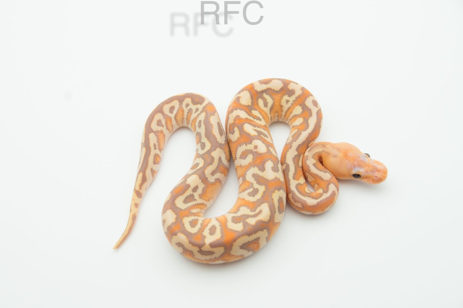 Fire Cypress Spotnose Banana Clown Ball Python by Bushveld Reptiles ...
