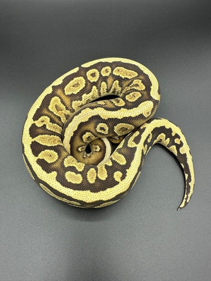 Spotnose Mahogany Red Stripe Fire Het Clown Ball Python by Bushveld ...