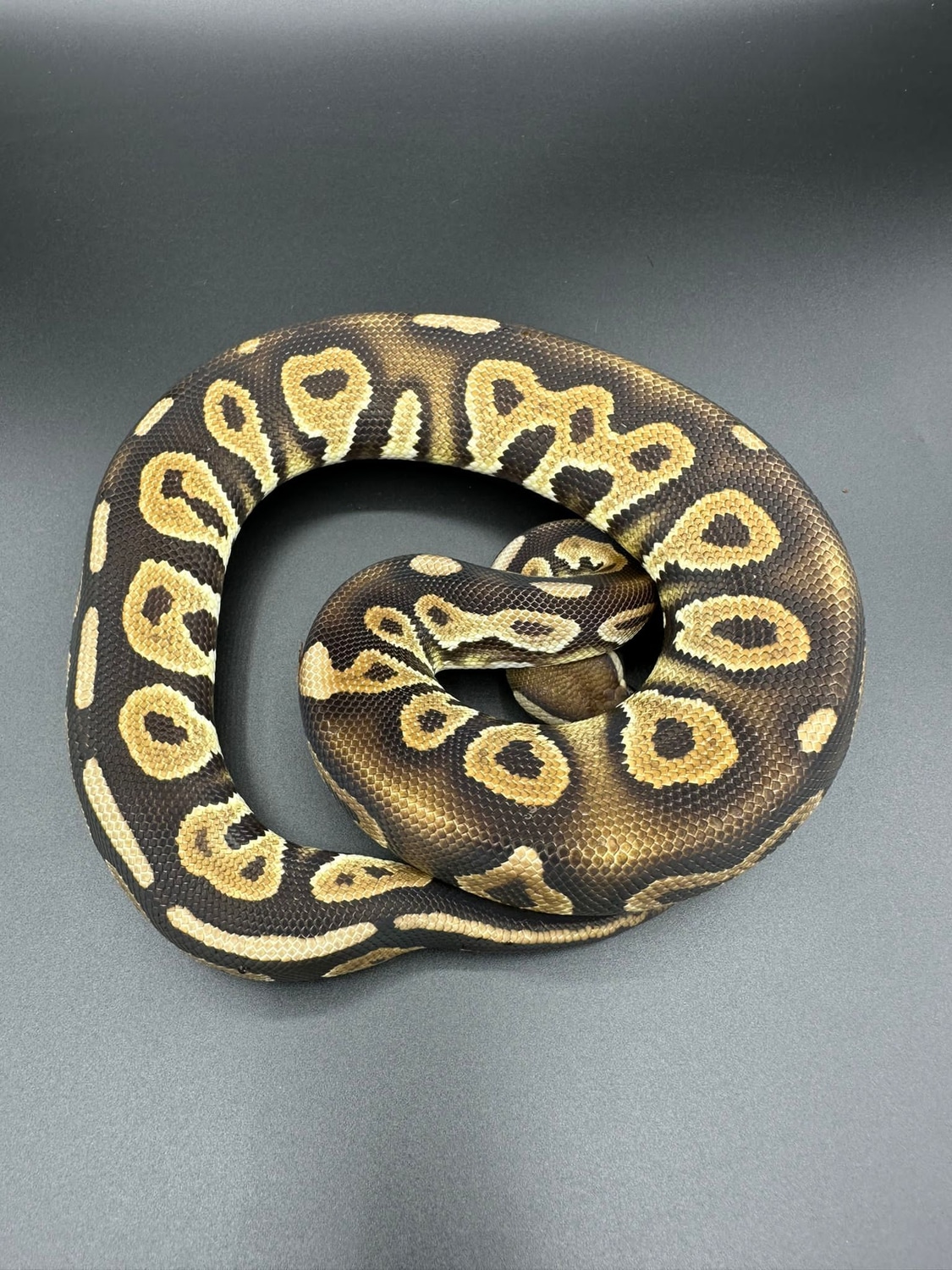 Saar Cinnamon Het Ultramel Ball Python by Bushveld Reptiles - MorphMarket