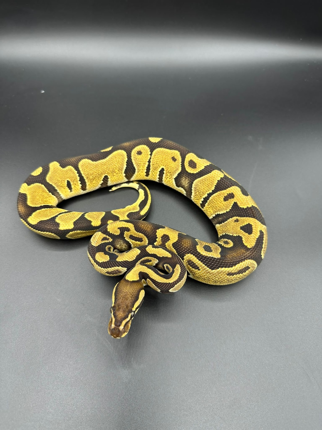 Saar Enchi Ball Python by Bushveld Reptiles - MorphMarket