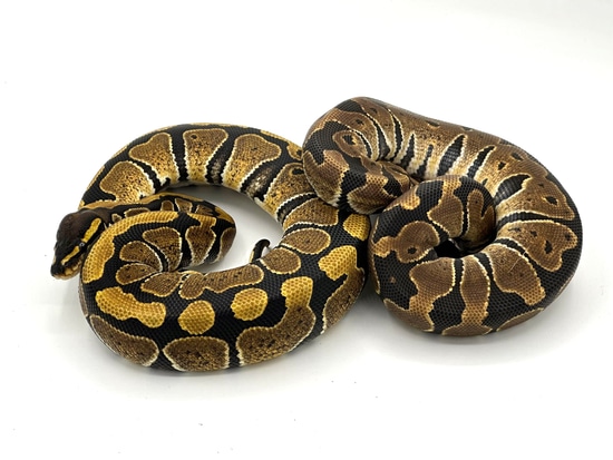 Het Riptide PAIR Ball Python by Bushveld Reptiles