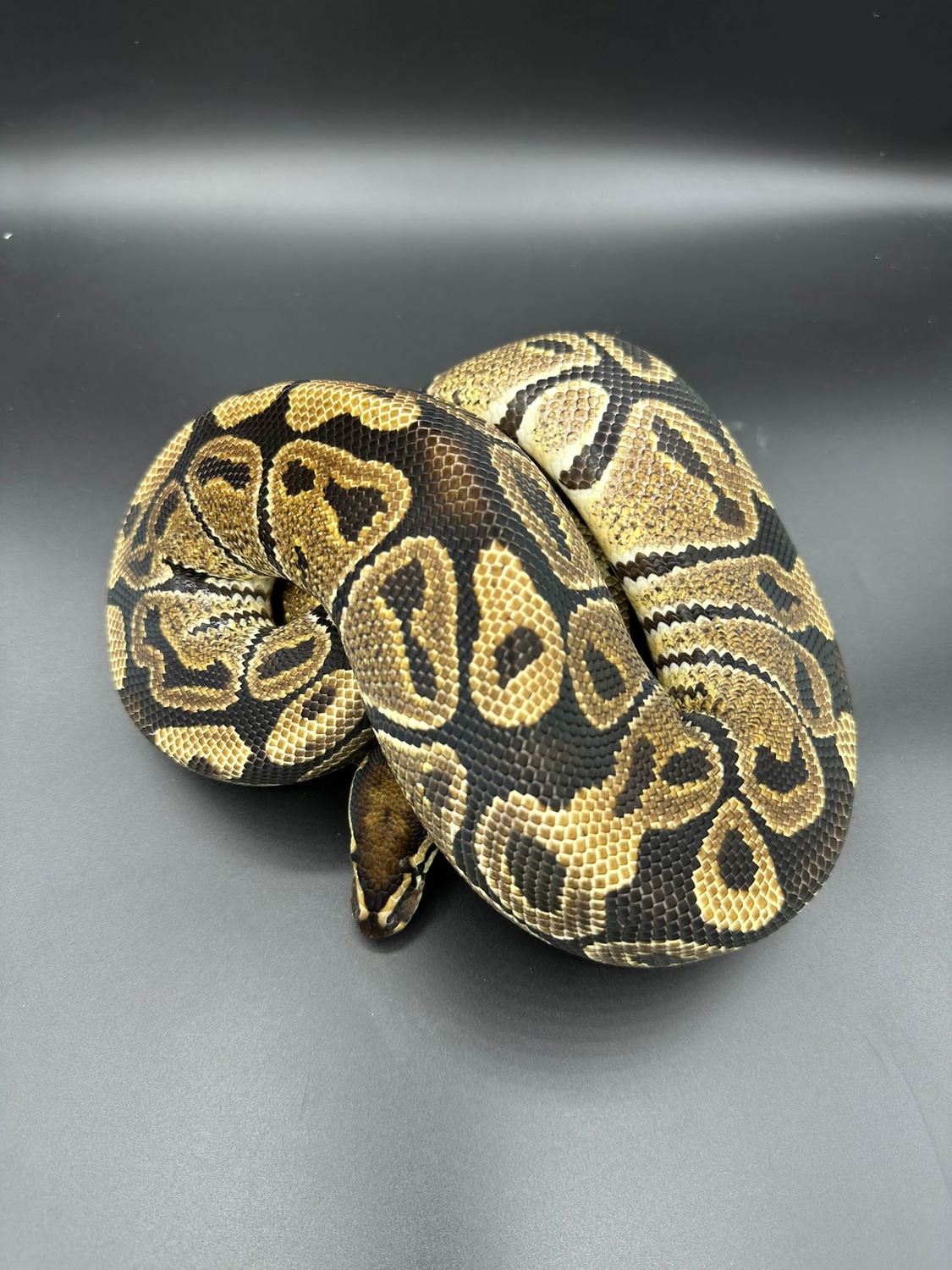 Hetari Ball Python by Bushveld Reptiles - MorphMarket