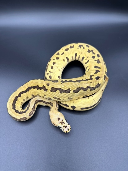 Fire Batman (Pos Red Stripe) Ball Python by Bushveld Reptiles